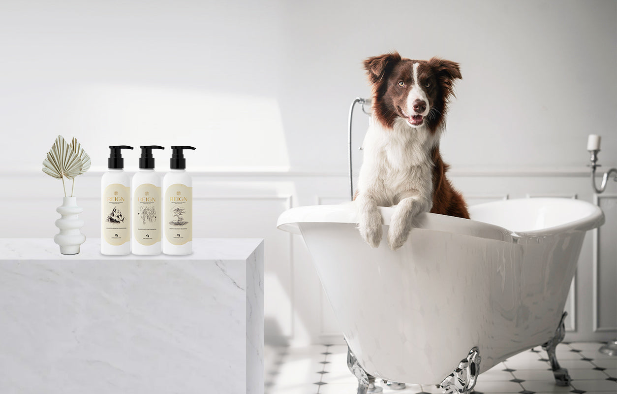 Here are some tips on how to choose the grooming products – Petoy Story